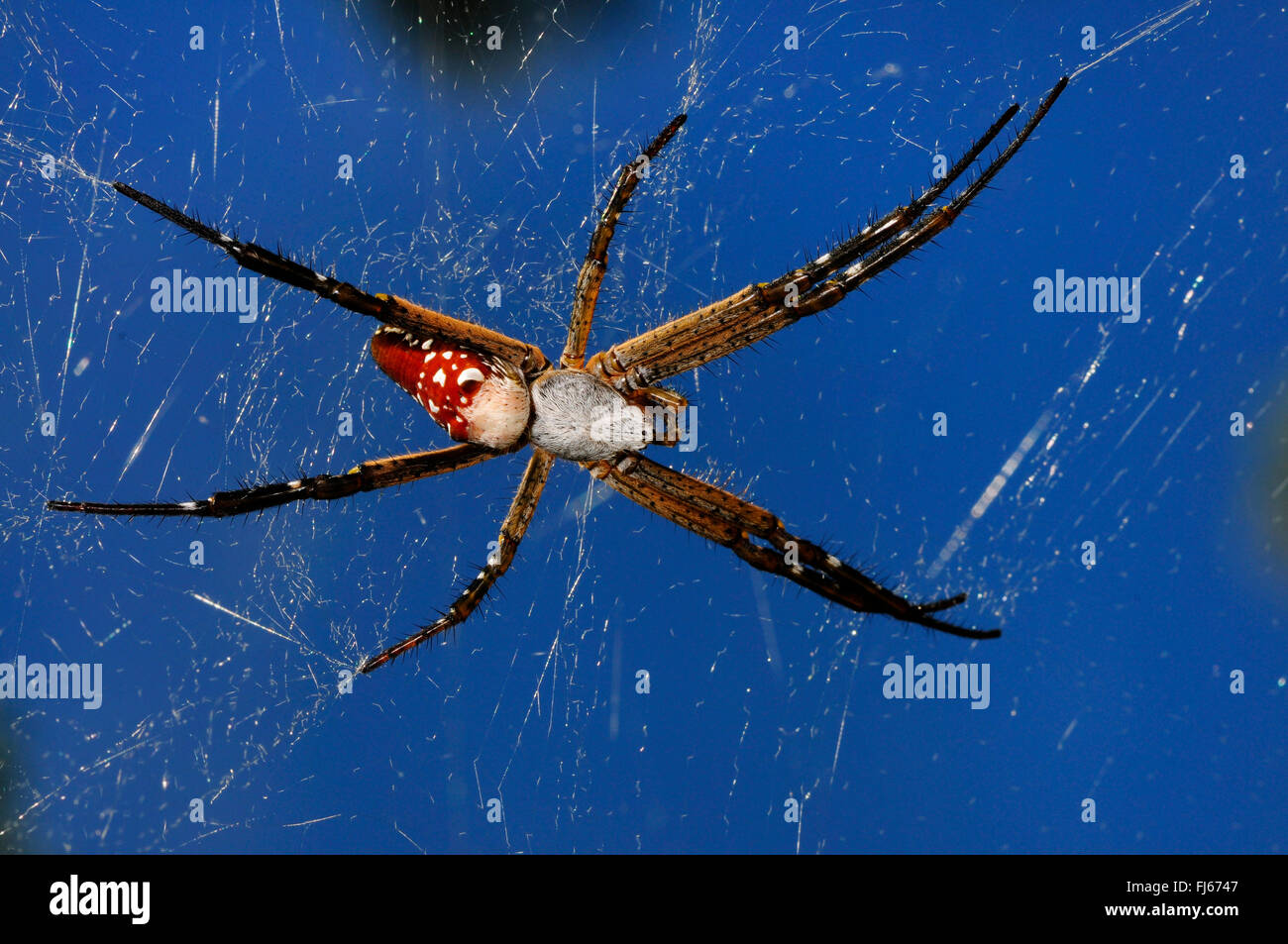 Hermit spider nephilengys spec hi-res stock photography and images - Alamy