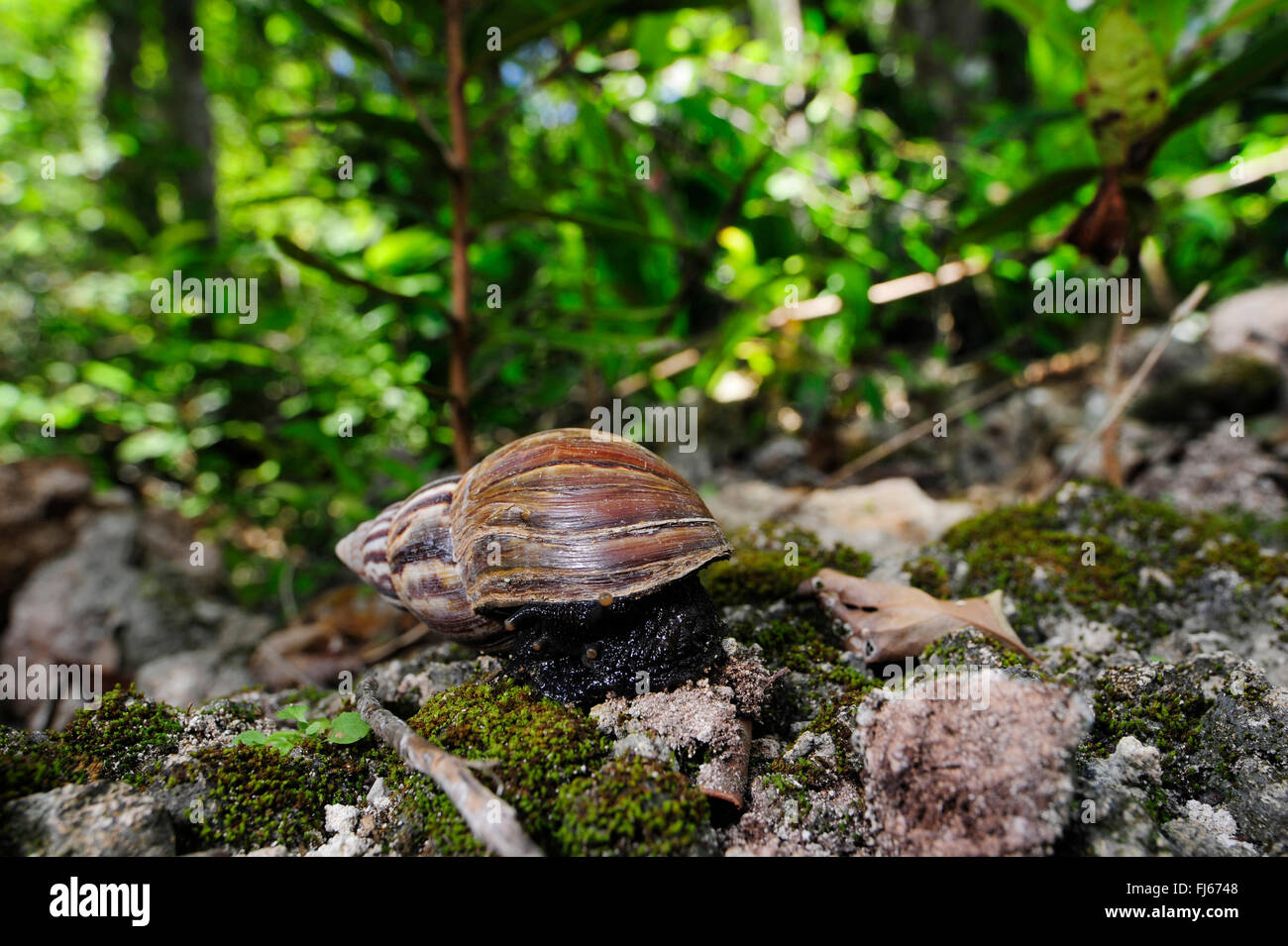 tropical giant snail (Archachatina marginata), on mossy stones, New ...