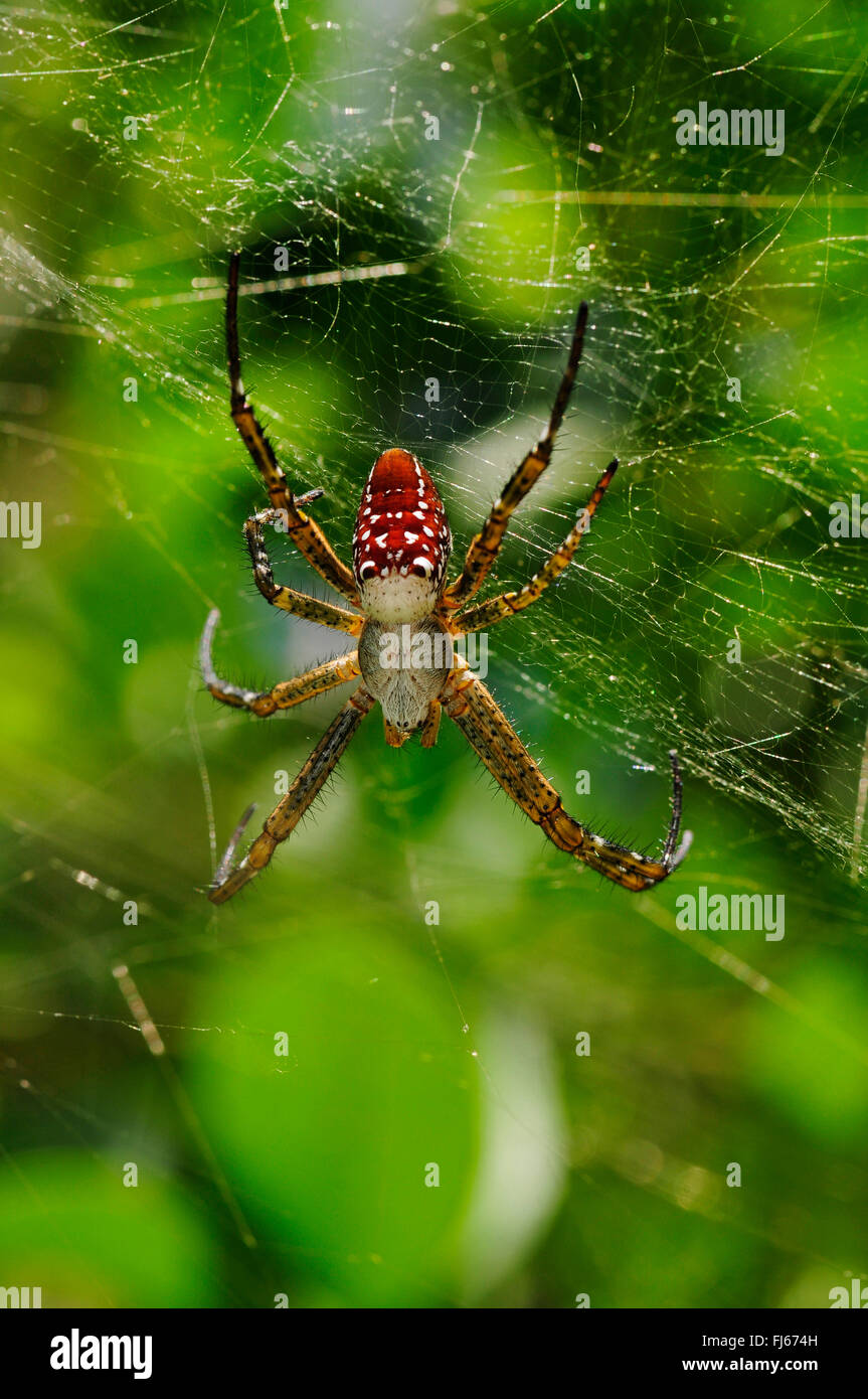 Silk spider, Hermit spider (Nephilengys spec.), in a spider web, New ...