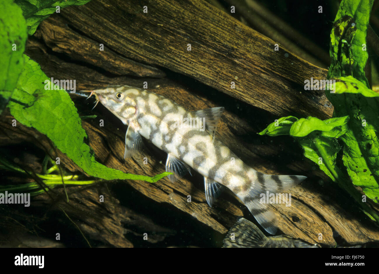 Pakistani loach, Yoyo loach (Botia almorhae, Botia lohachata), swimming ...