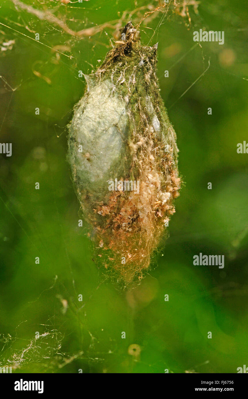 Silk spider, Hermit spider (Nephilengys spec.), cocoon of a Silk spider ...