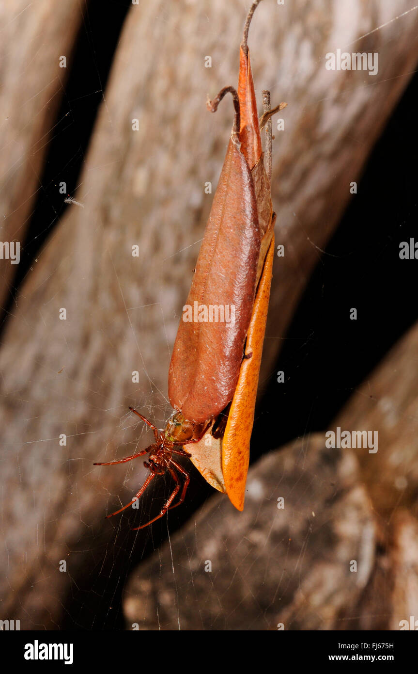 Leaf curling spider (Phonognatha joannae), looking out the hiding place ...