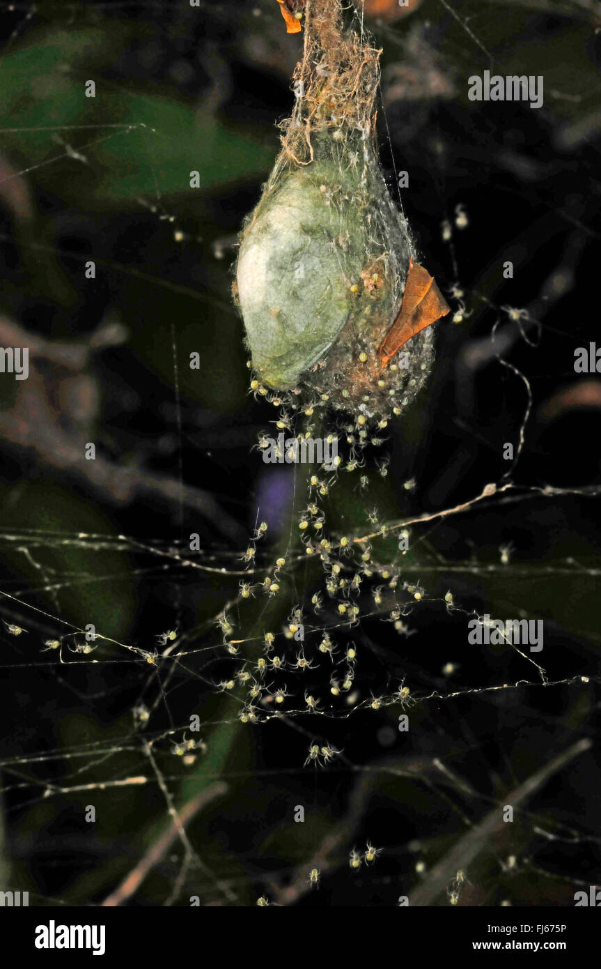 Silk spider, Hermit spider (Nephilengys spec.), out of a cocoon just ...