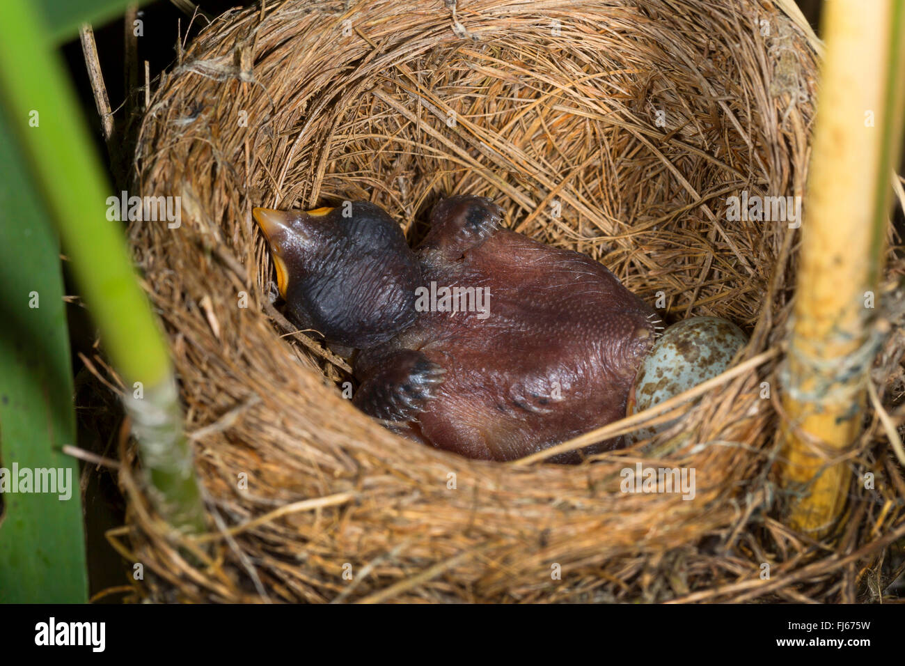 Squabs and egg in nest hi-res stock photography and images - Alamy