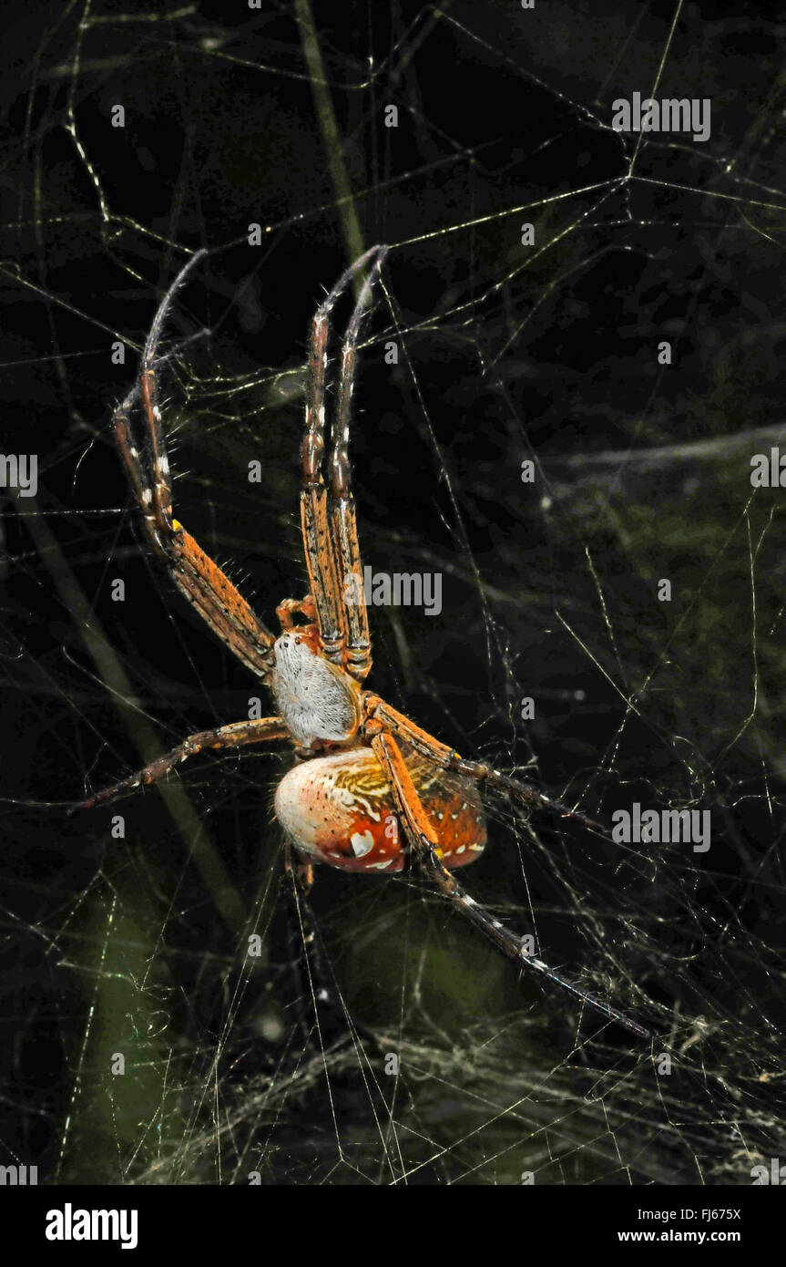 Silk spider, Hermit spider (Nephilengys spec.), in a spider web, New ...