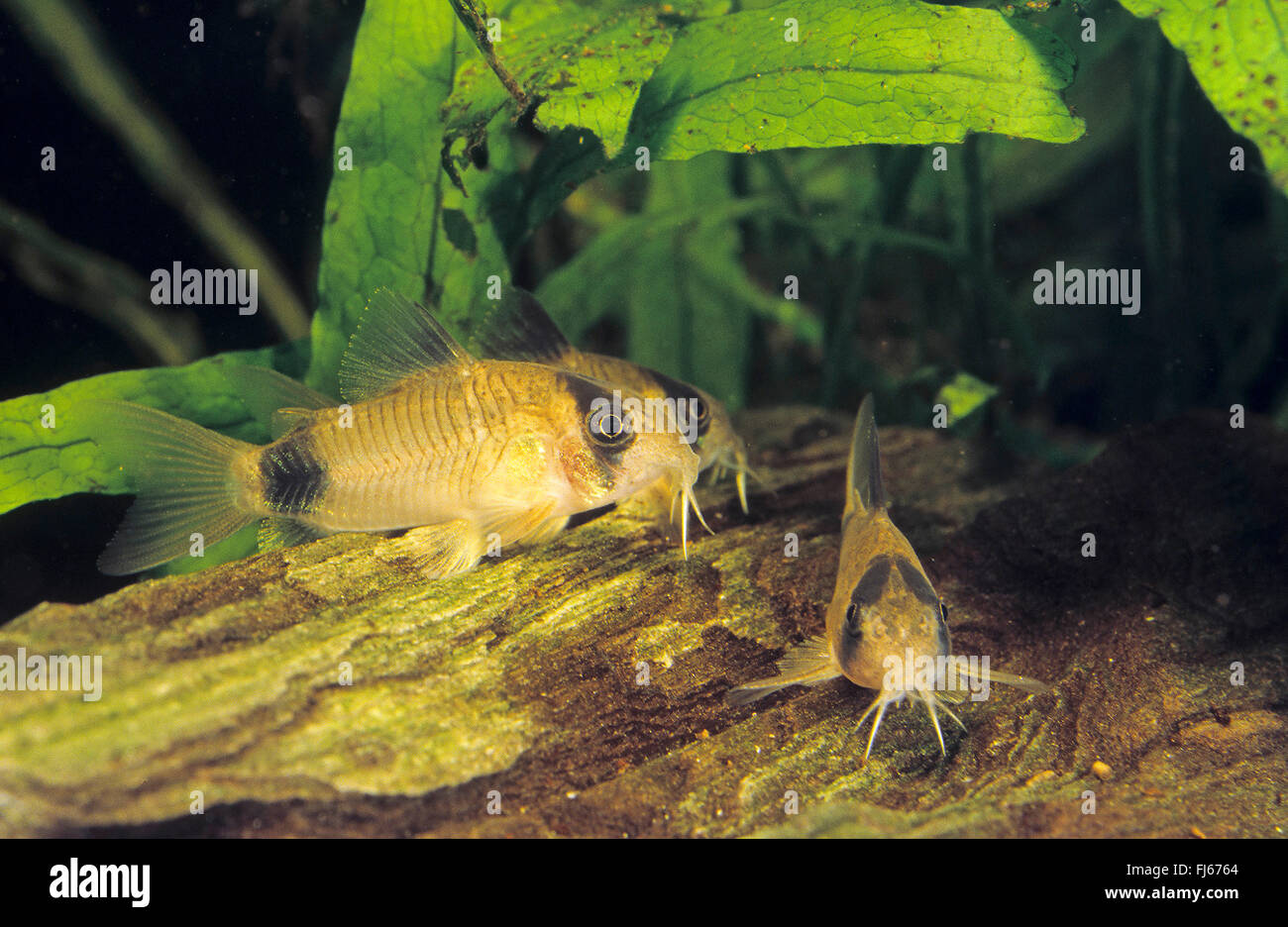 Panda cory (Corydoras panda), three Panda cories Stock Photo - Alamy