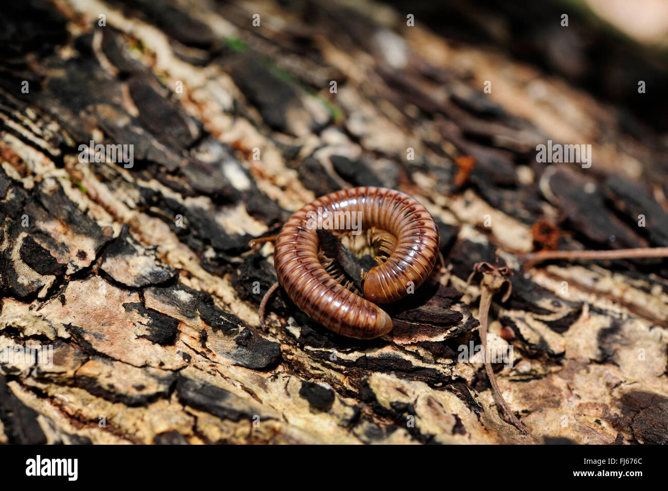 Thousand leggers hi-res stock photography and images - Alamy