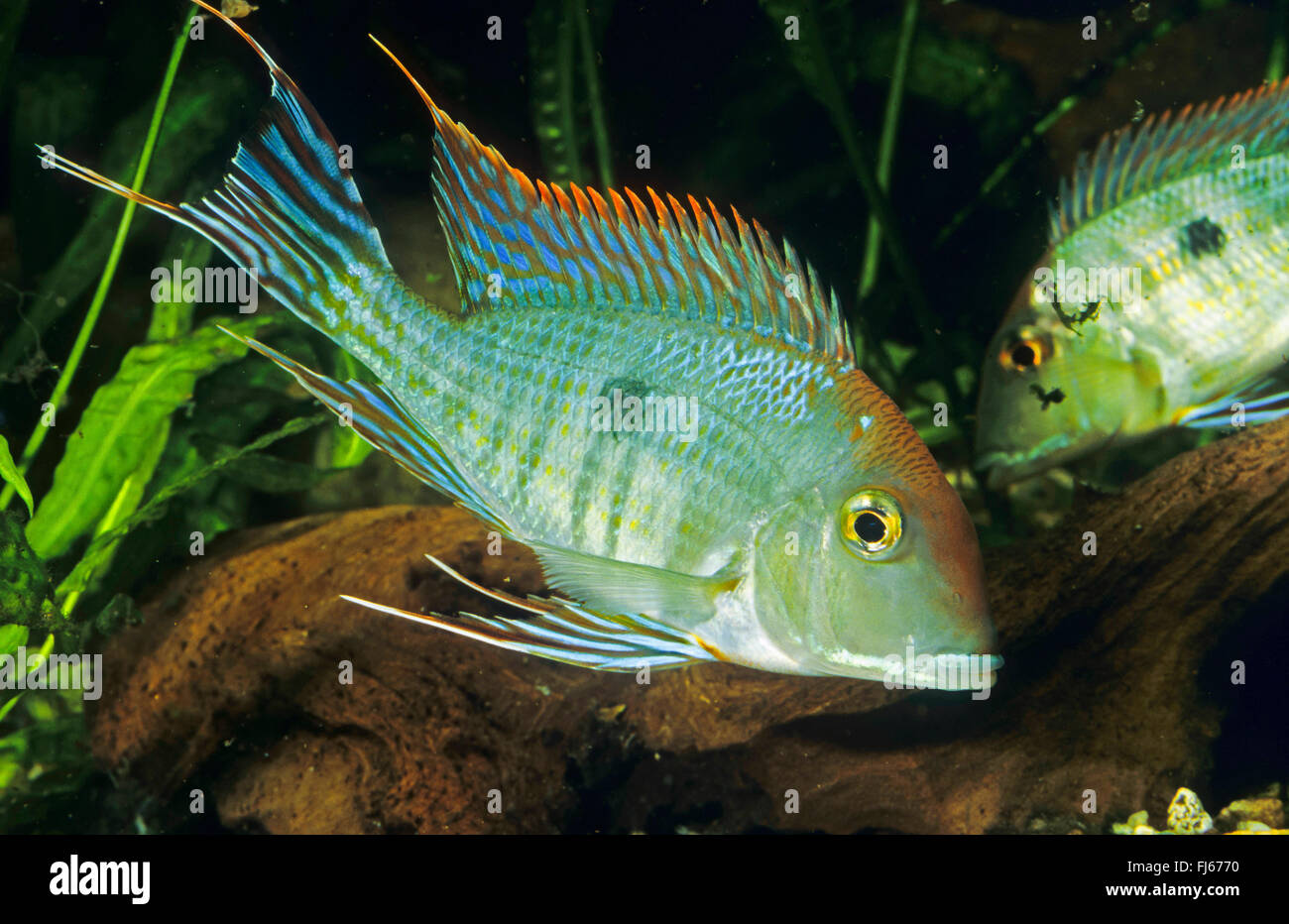 Geophagus hi-res stock photography and images - Alamy