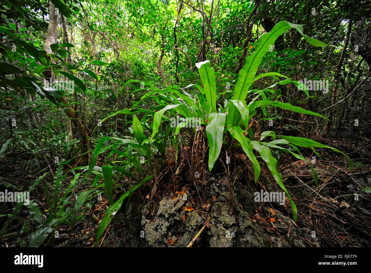 Vegetation in the new caledonian rain forest hi-res stock photography ...