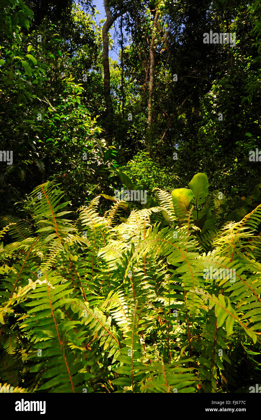 Vegetation in the new caledonian rain forest hi-res stock photography ...