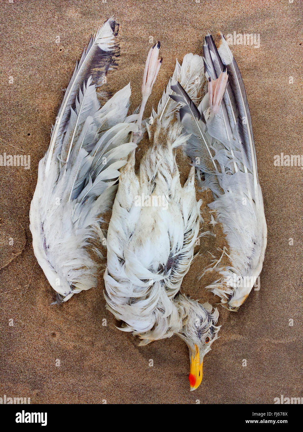 Dead body on floor hi-res stock photography and images - Alamy