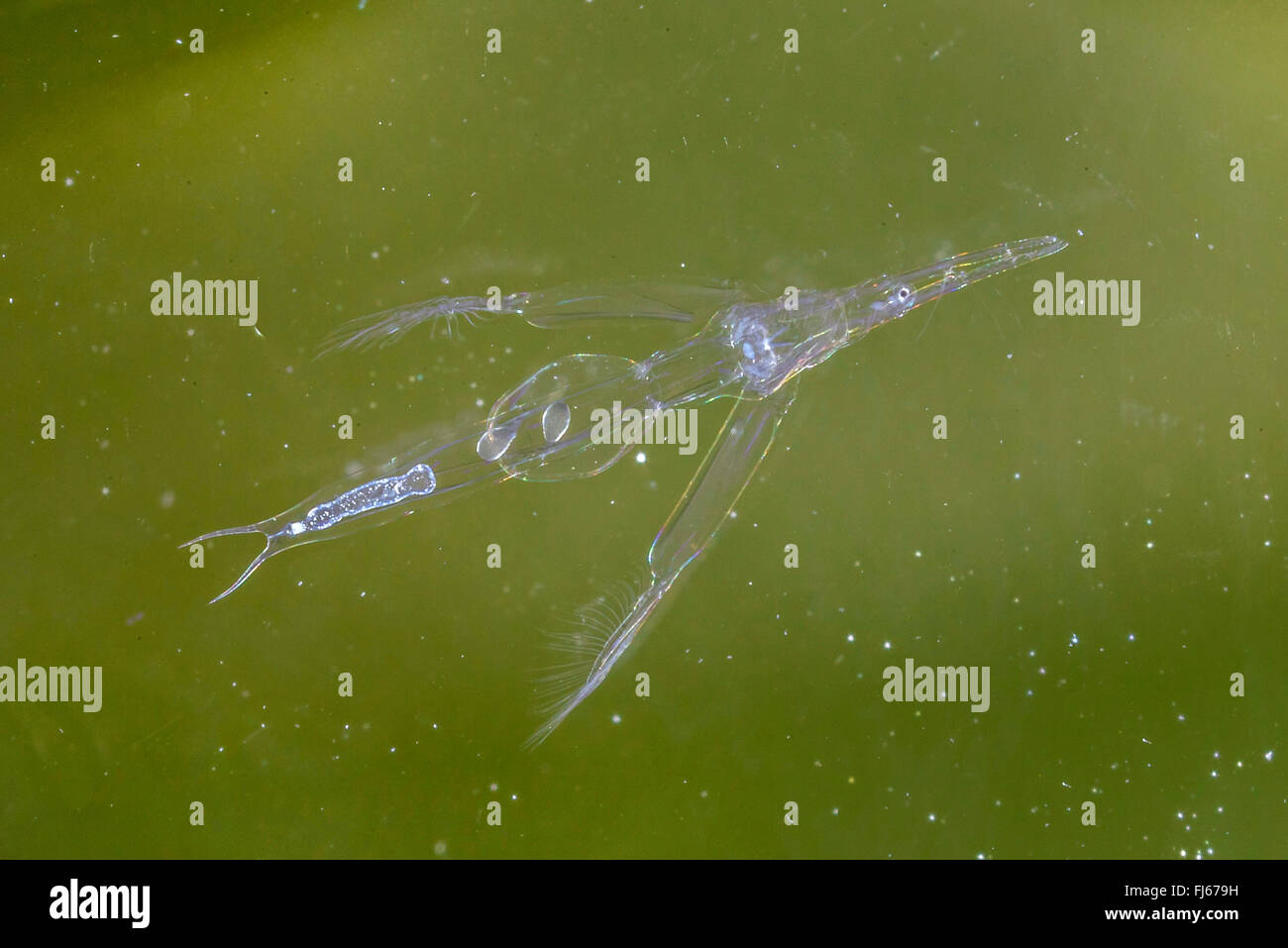 Water flea (Leptodora kindtii), swimming, Germany, Bavaria, Lake ...