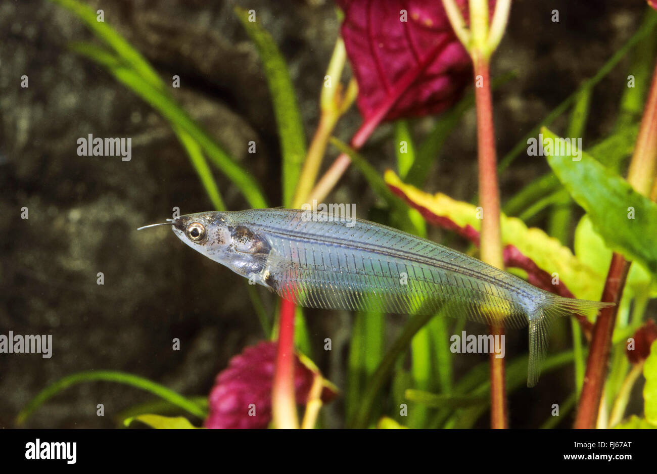 glass catfish, ghost catfish, ghost fish (Kryptopterus vitreolus ...