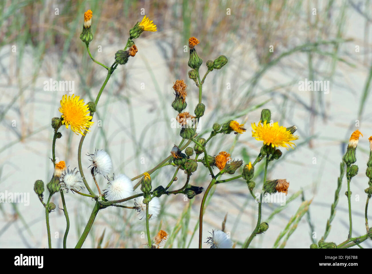 Perennial Sowthistle