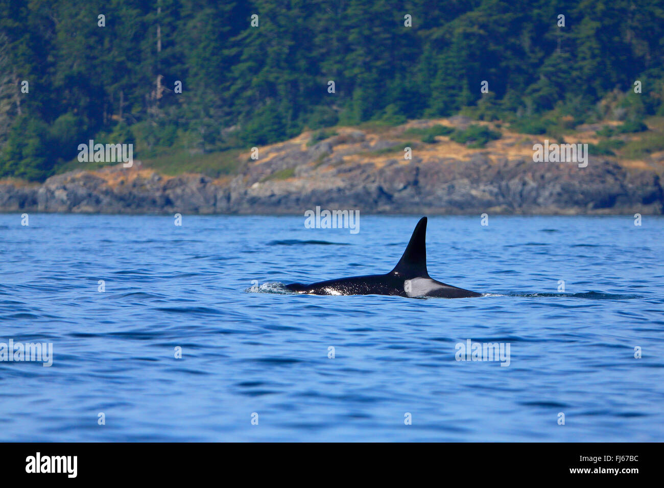orca, great killer whale, grampus (Orcinus orca), swimming male, Canada ...