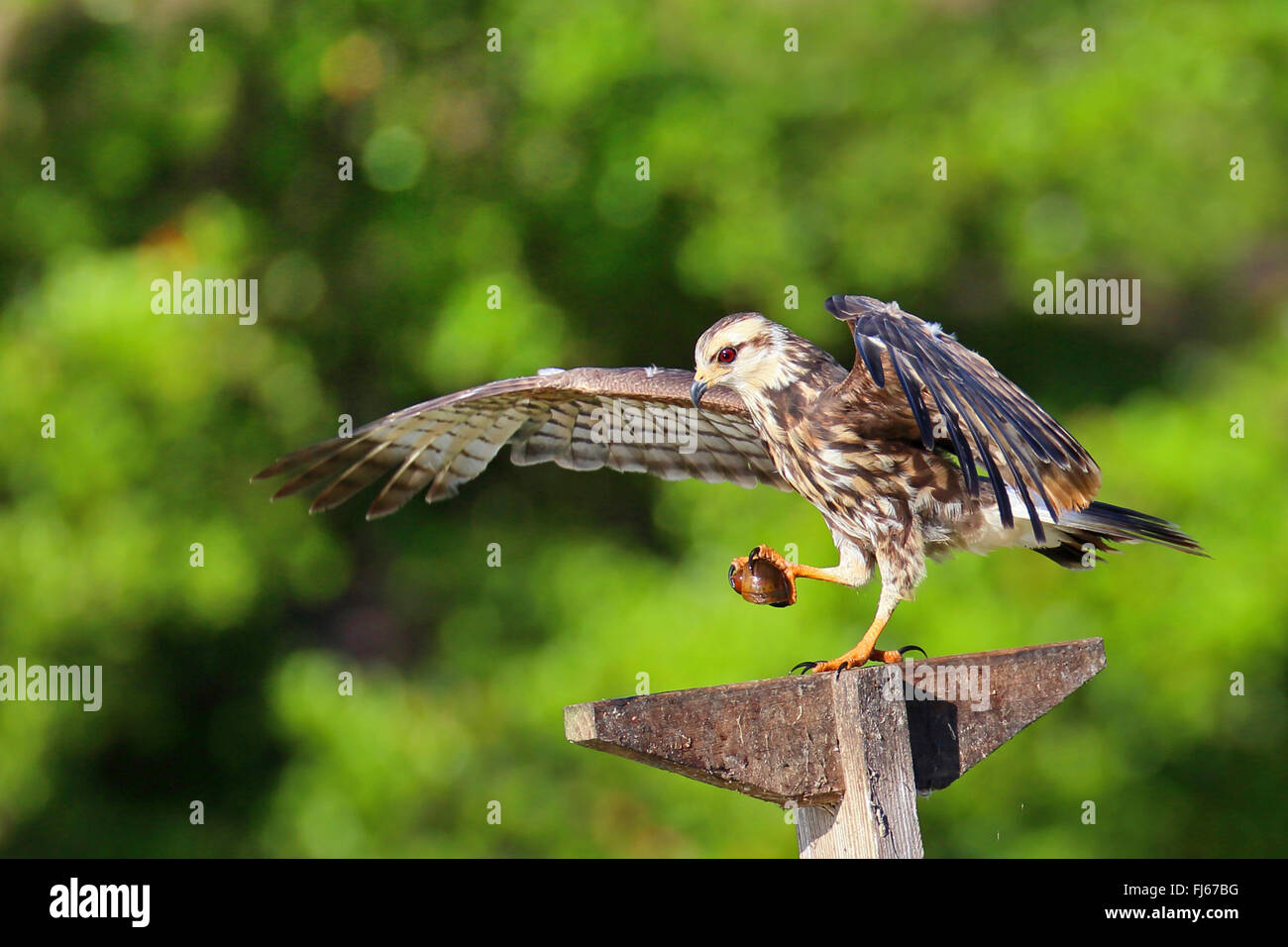 Everglade Kite High Resolution Stock Photography and Images - Alamy
