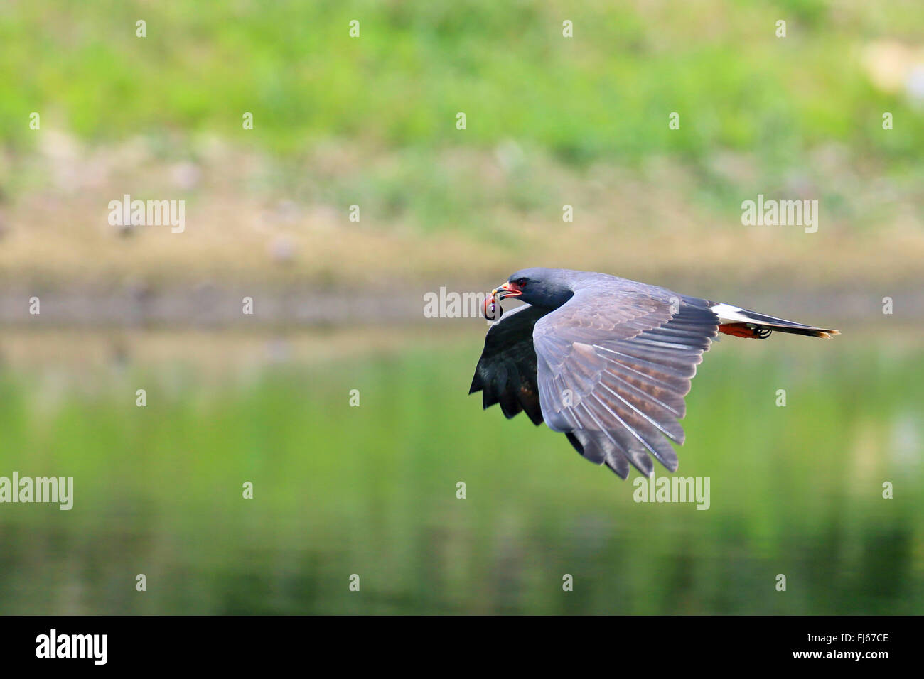 everglade kite, snail kite (Rostrhamus sociabilis), flying male with ...