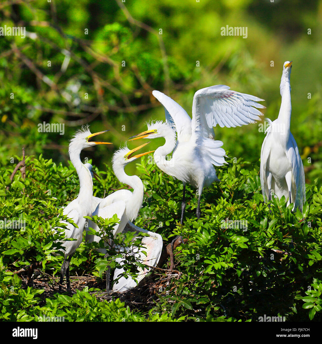 great egret, Great White Egret (Egretta alba, Casmerodius albus, Ardea ...