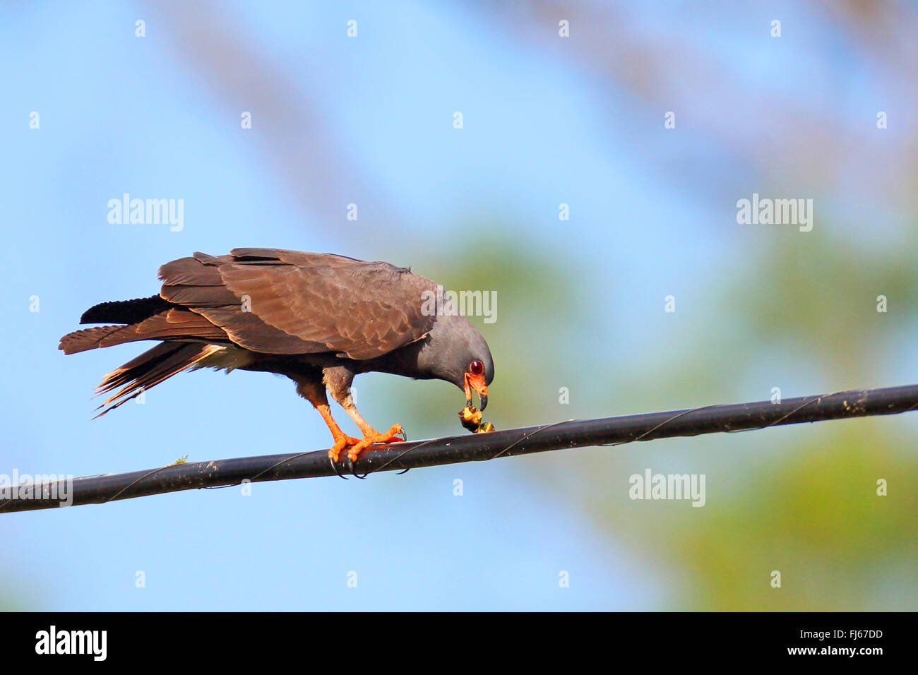 everglade kite, snail kite (Rostrhamus sociabilis), male sits on a ...