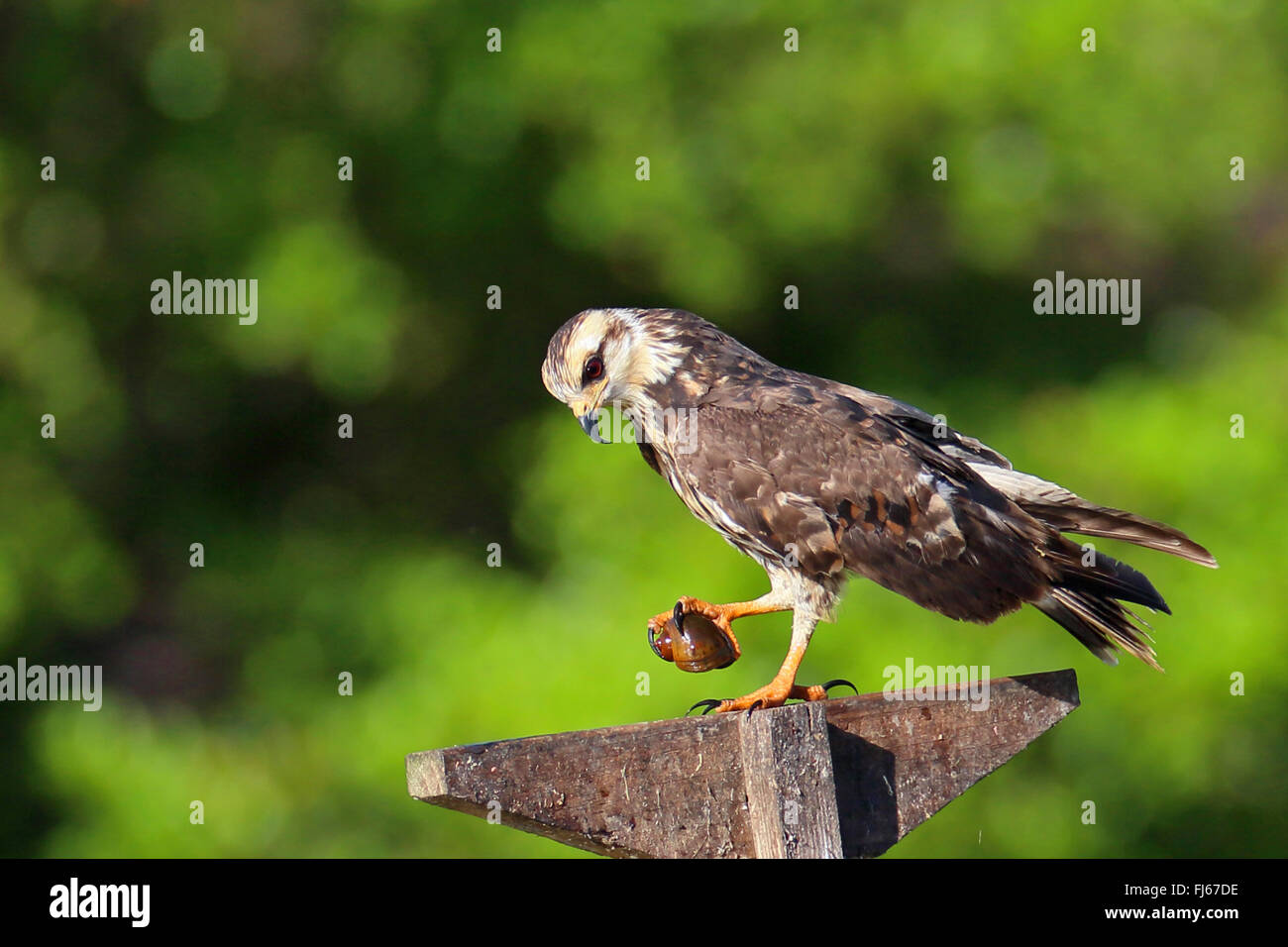 everglade kite, snail kite (Rostrhamus sociabilis), female sits on a ...