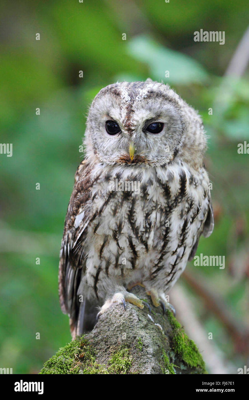 Eurasian tawny owl (Strix aluco), sits on a stone, Germany Stock Photo ...