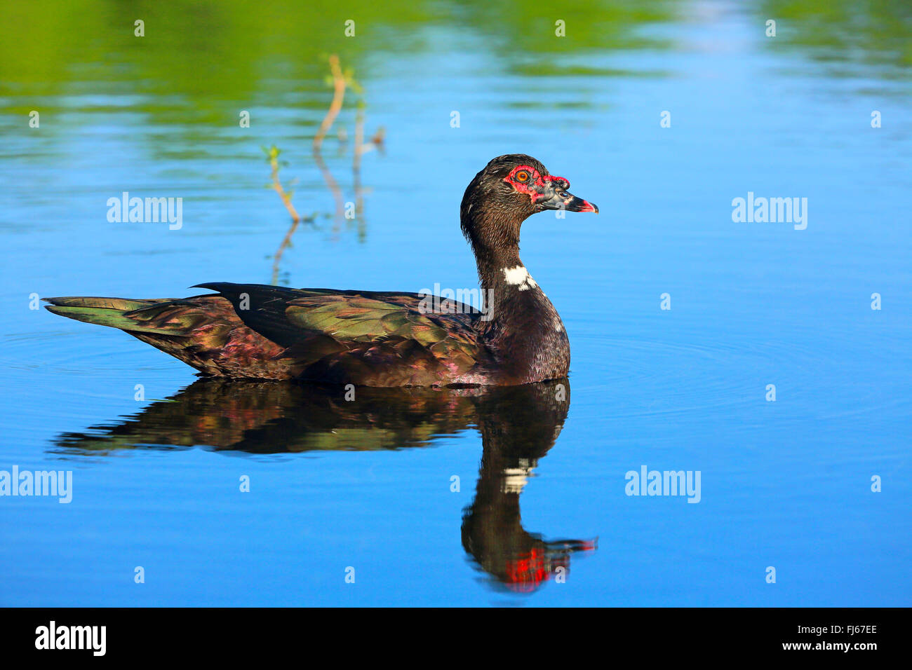 Male muscovy duck hi-res stock photography and images - Alamy