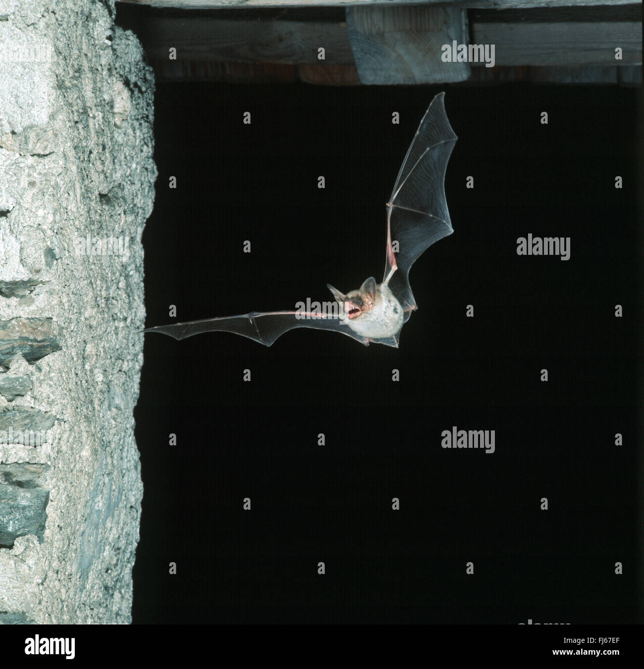 Greater Mouse-eared bat, Large Mouse-Eared Bat (Myotis myotis ...