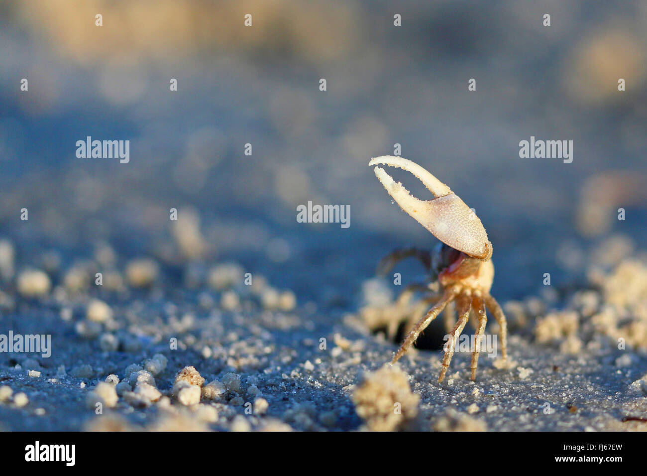 Atlantic sand fiddler, Sand Fiddler Crab (Uca pugilator), male, USA ...