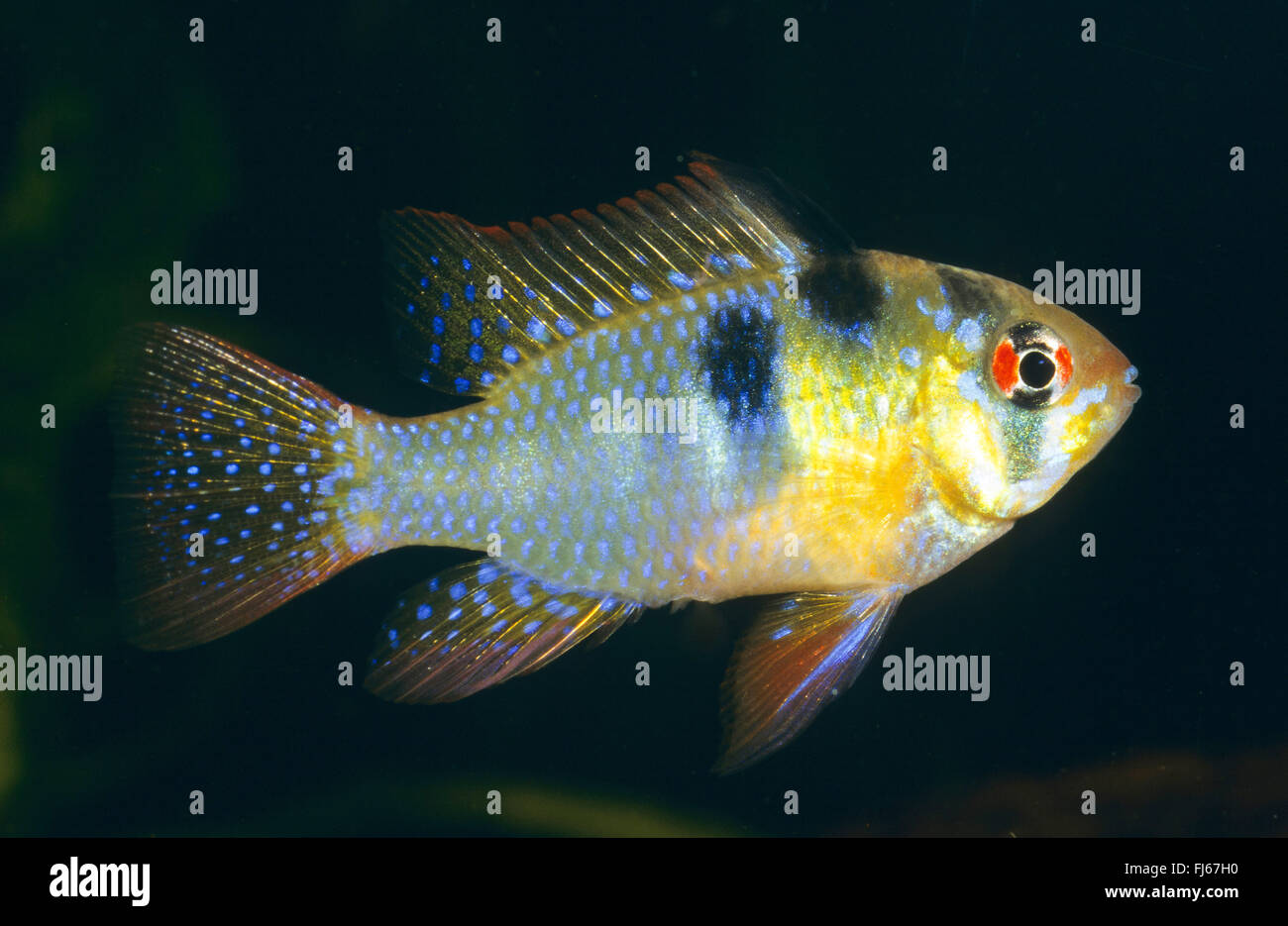 Ramirez Dwarf Cichlid