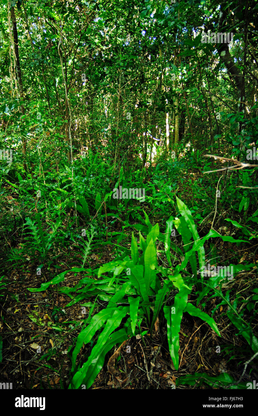 Vegetation in the new caledonian rain forest hi-res stock photography ...