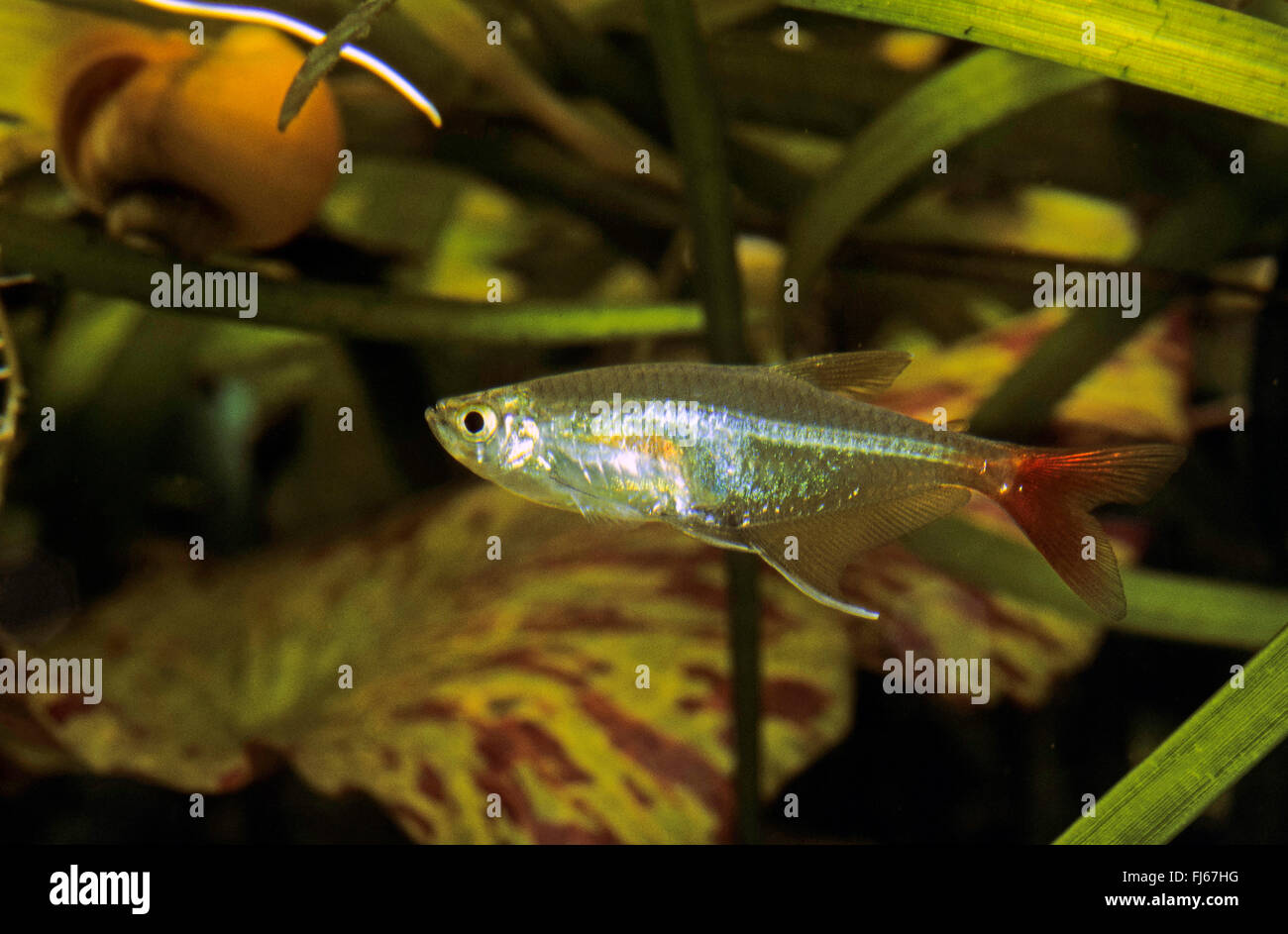 Glass bloodfin, Redfin glass-Tetra (Prionobrama filigera), swimming ...