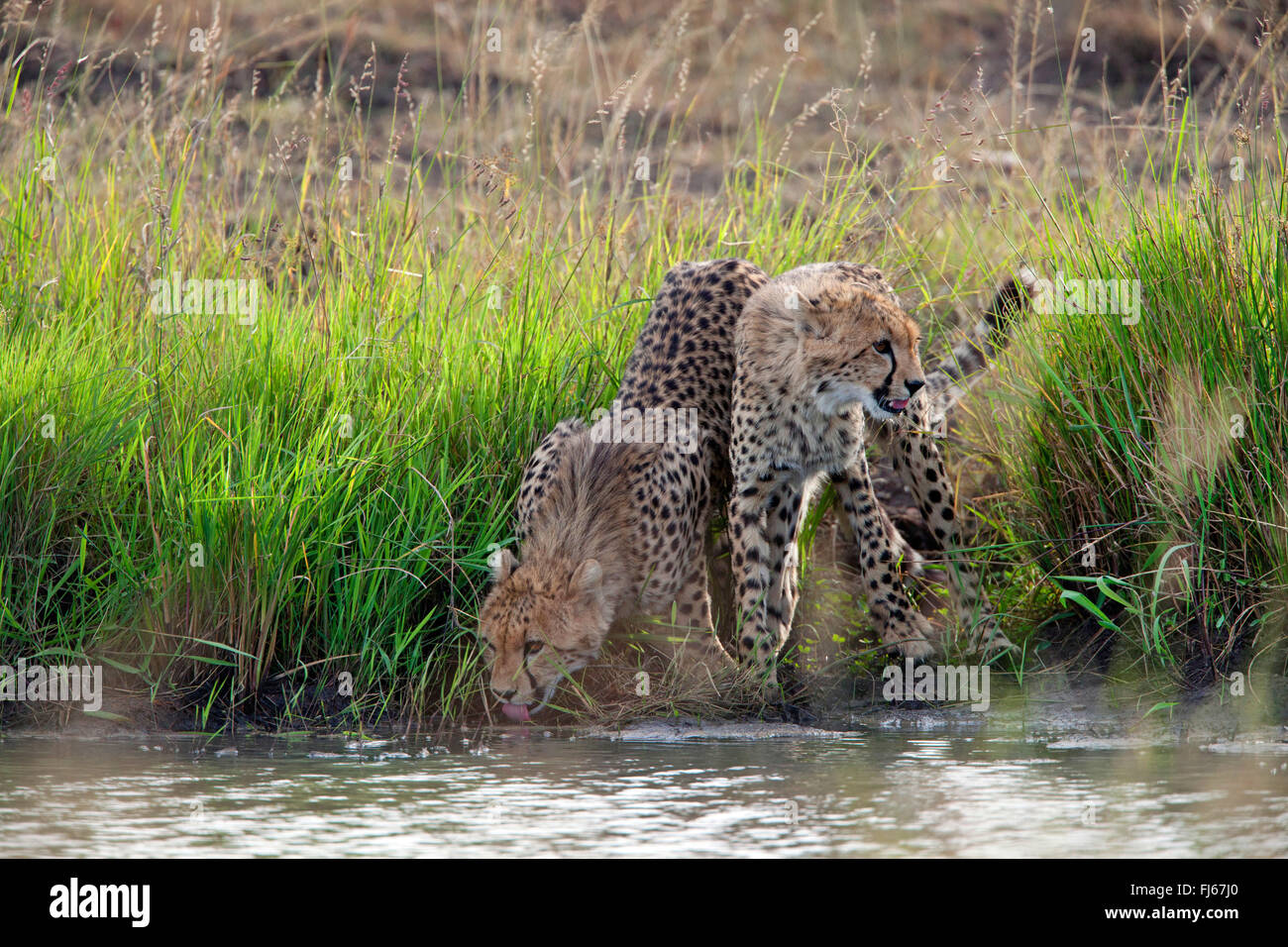 cheetah (Acinonyx jubatus), two cheetahs drink side by side at a river ...