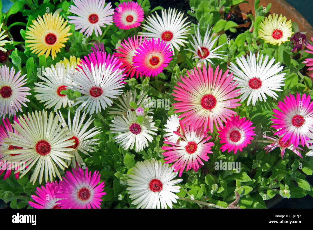 livingstone daisy (Dorotheanthus bellidiformis), blooming Stock Photo ...