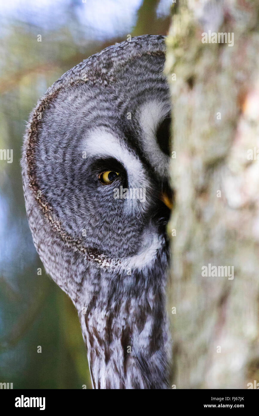 Scandinavian great grey hi-res stock photography and images - Alamy