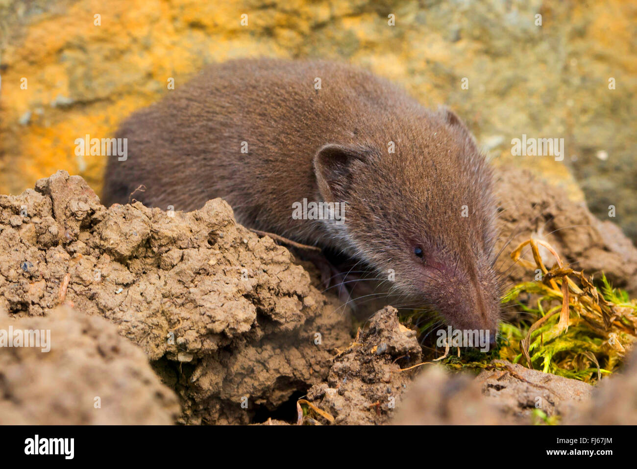 Greater white toothed shrews hi-res stock photography and images - Alamy