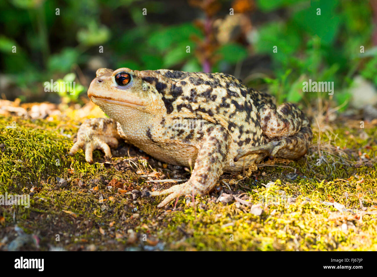 European common toad (Bufo bufo spinosus), common toad on mossy ground ...