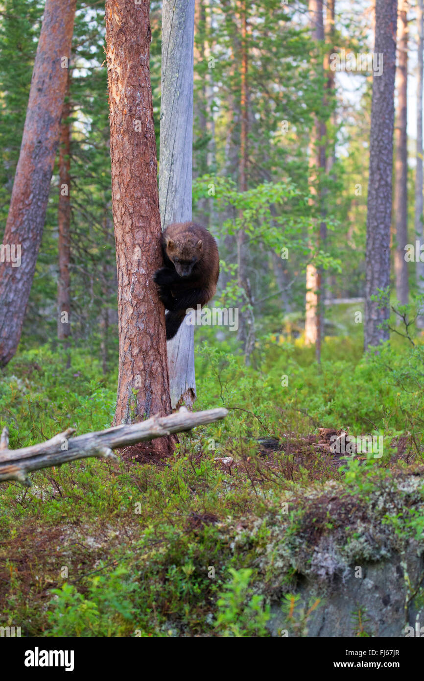 Kuikka High Resolution Stock Photography and Images - Alamy