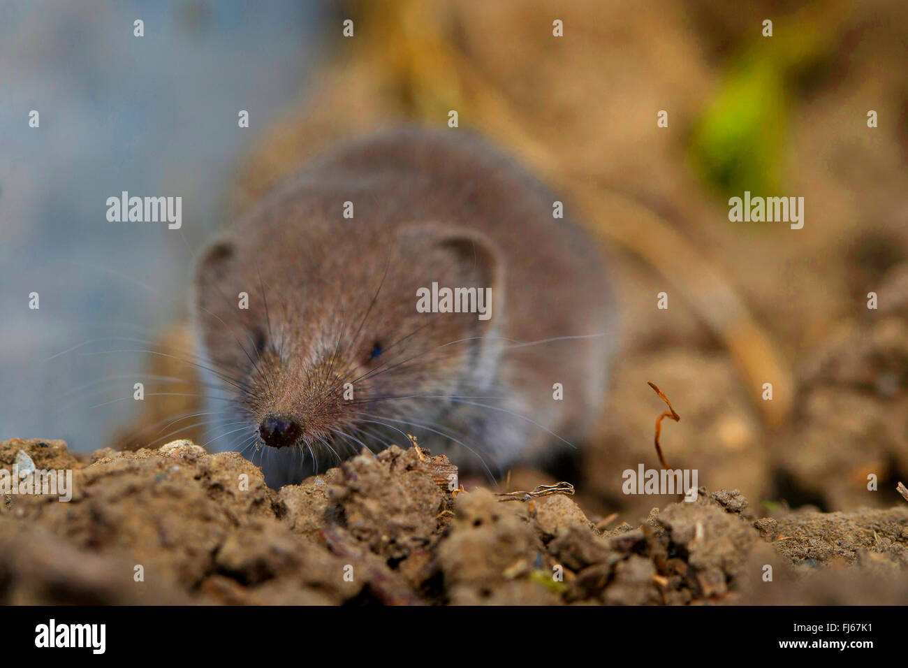 Greater white-toothed shrew (Crocidura russula), on soil, front view ...