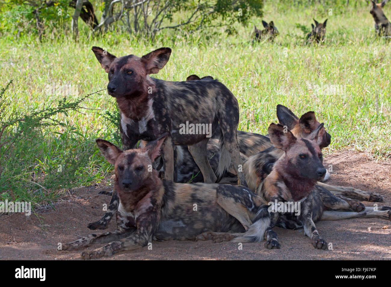 African wild dog, African hunting dog, Cape hunting dog, Painted dog ...