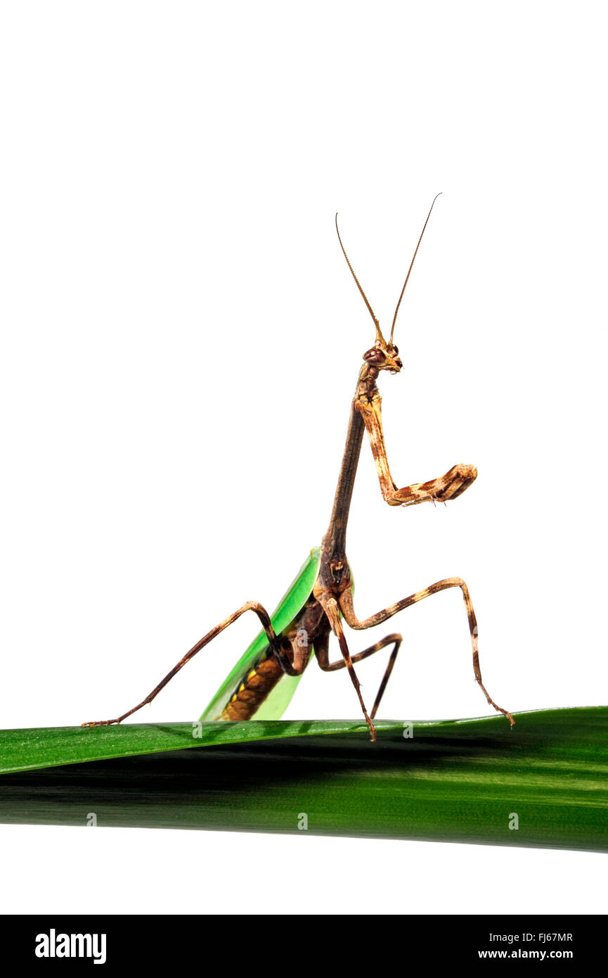 Unicorn mantis hi-res stock photography and images - Alamy