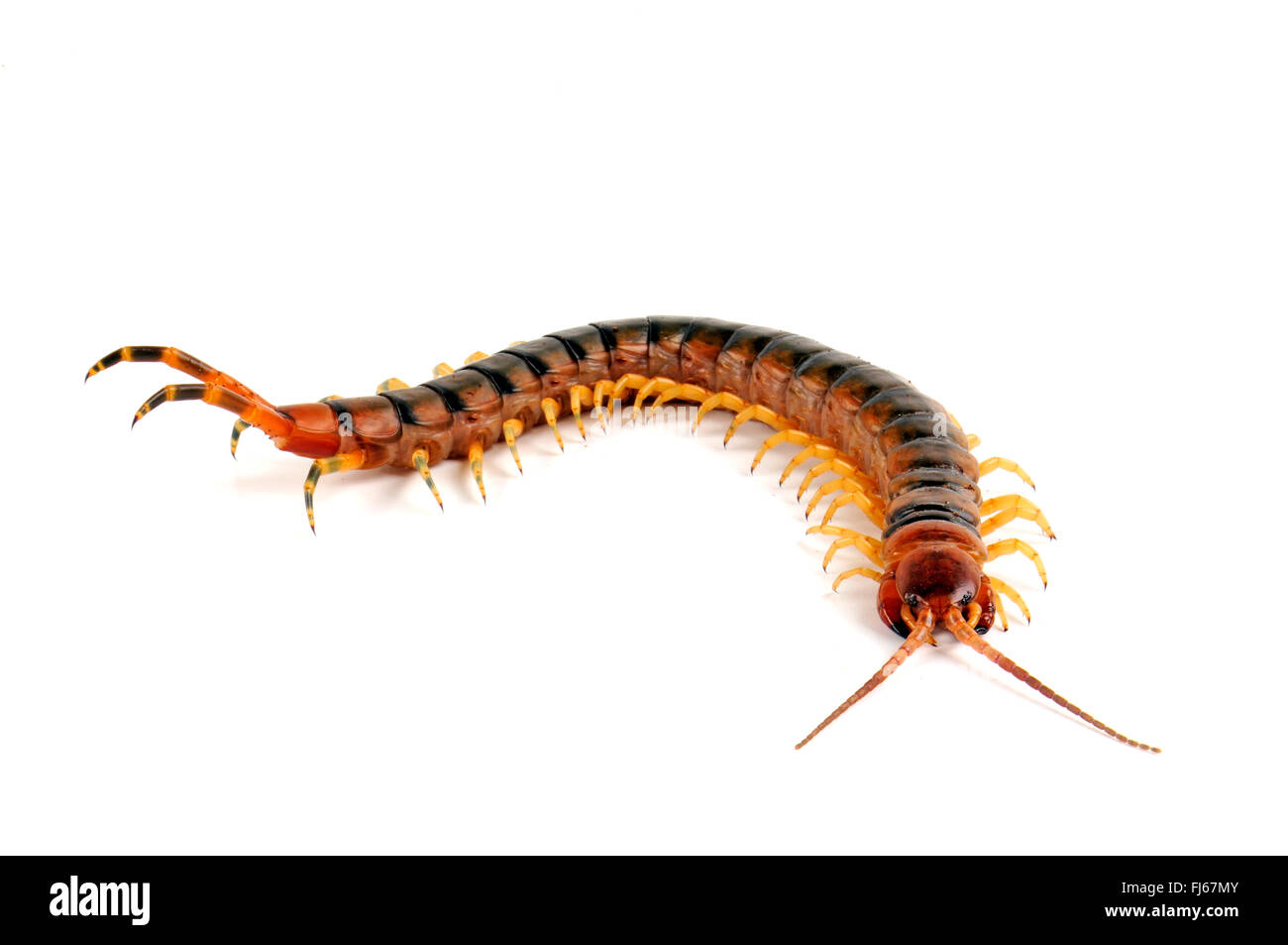 Scolopendromorphs hi-res stock photography and images - Alamy