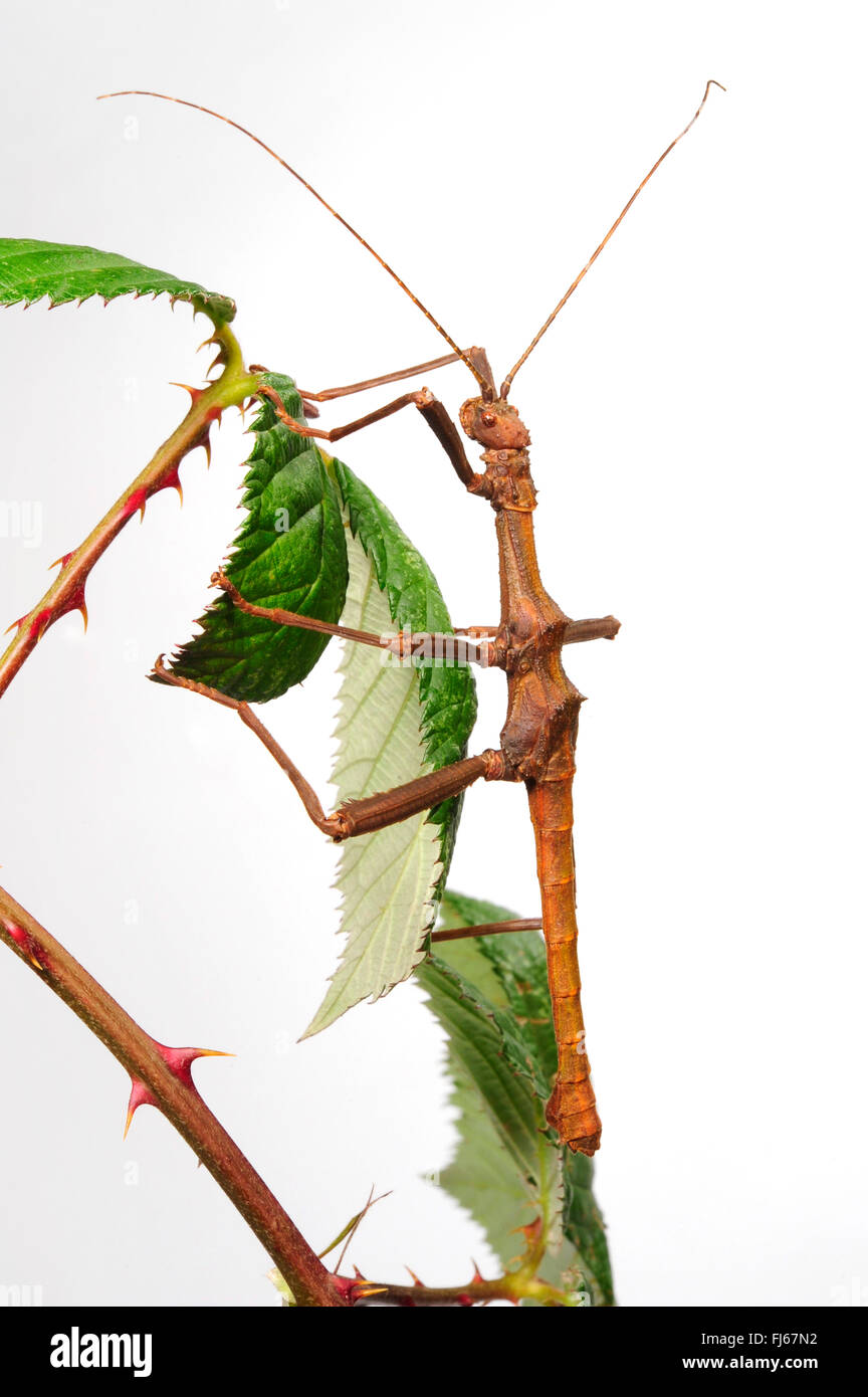 Philippine Insects High Resolution Stock Photography and Images - Alamy