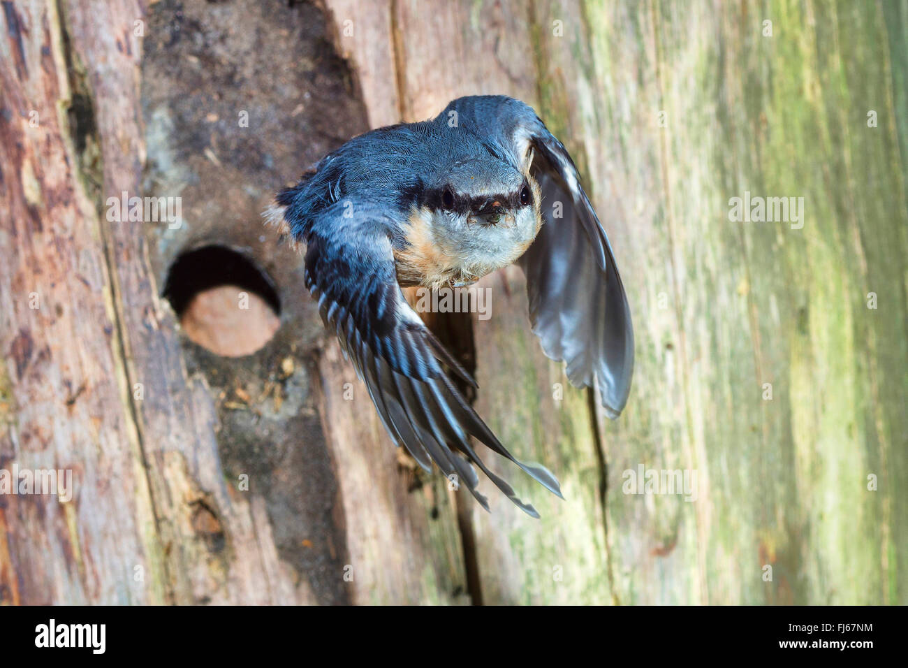 Eurasian nuthatch (Sitta europaea), taking off the breeding cave ...