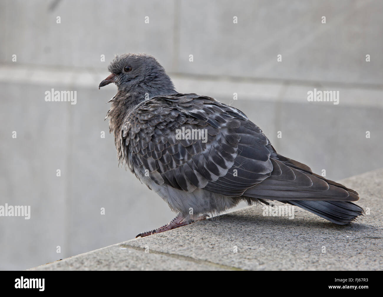 Scruffy pigeons hi-res stock photography and images - Alamy