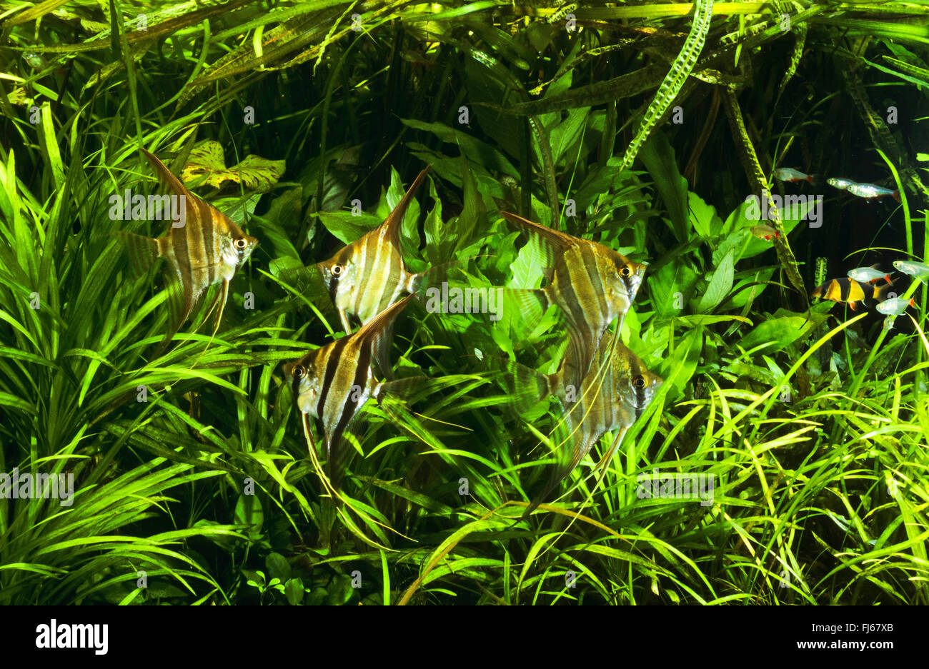 Deep angelfish, Real Altum-Angel, Long finned Angel (Pterophyllum altum ...