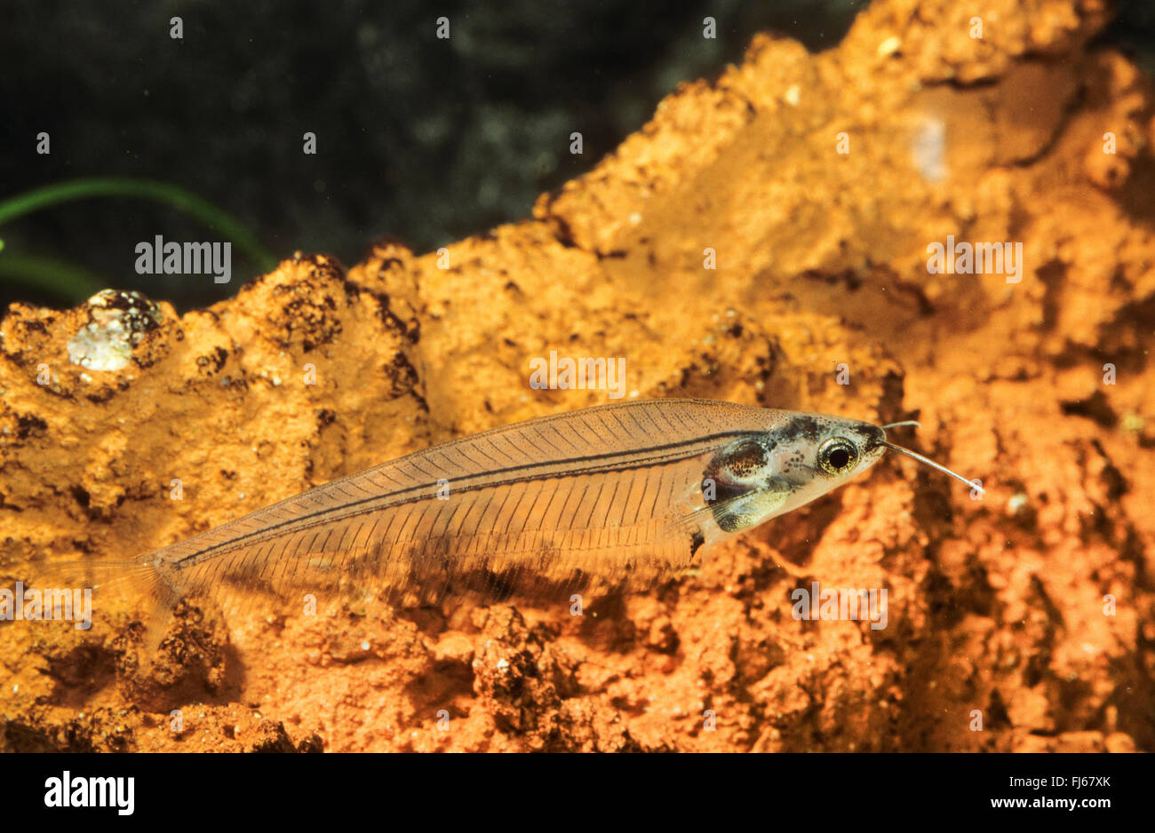 glass catfish, ghost catfish, ghost fish (Kryptopterus vitreolus ...