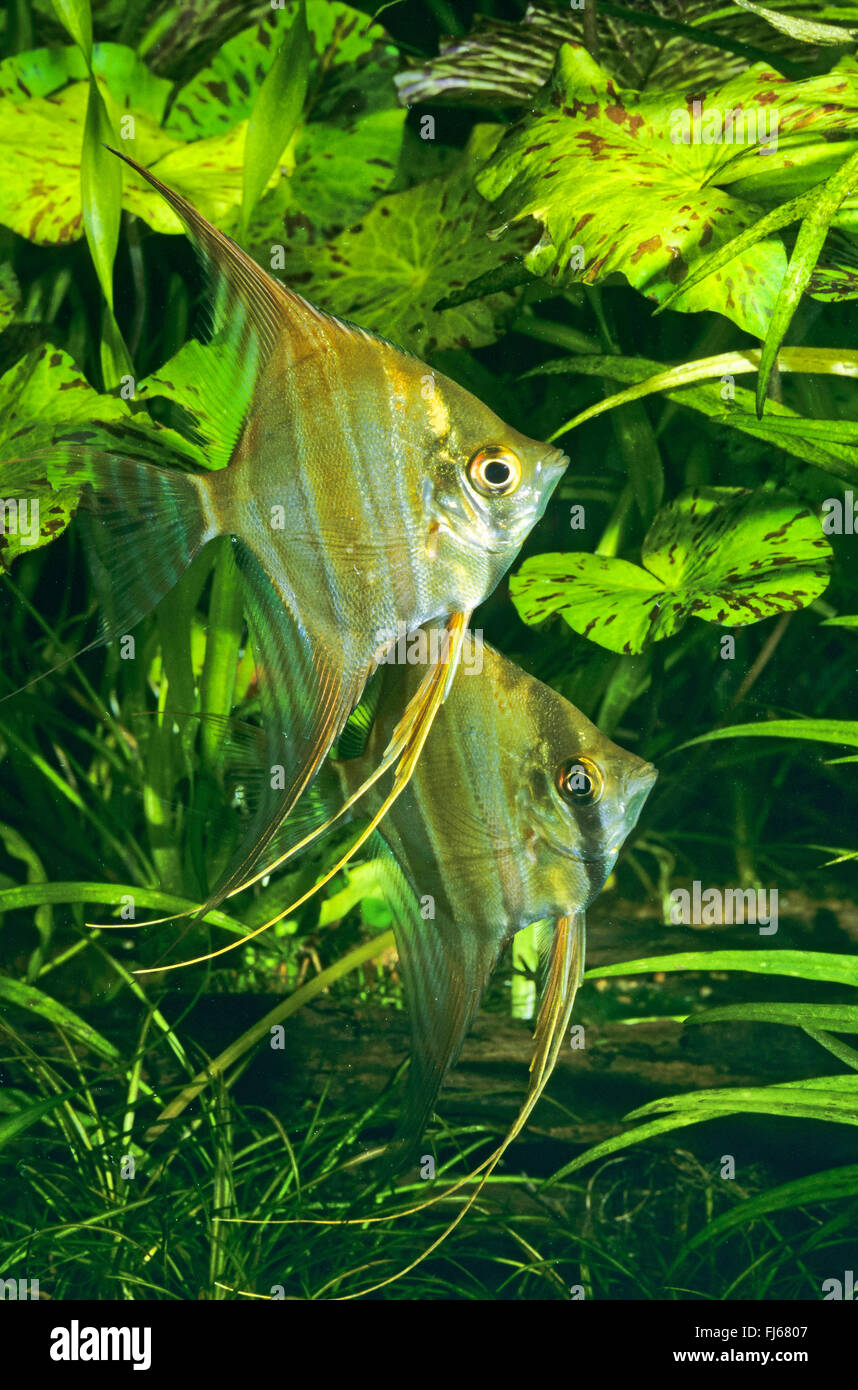 Angelfishes hi-res stock photography and images - Alamy