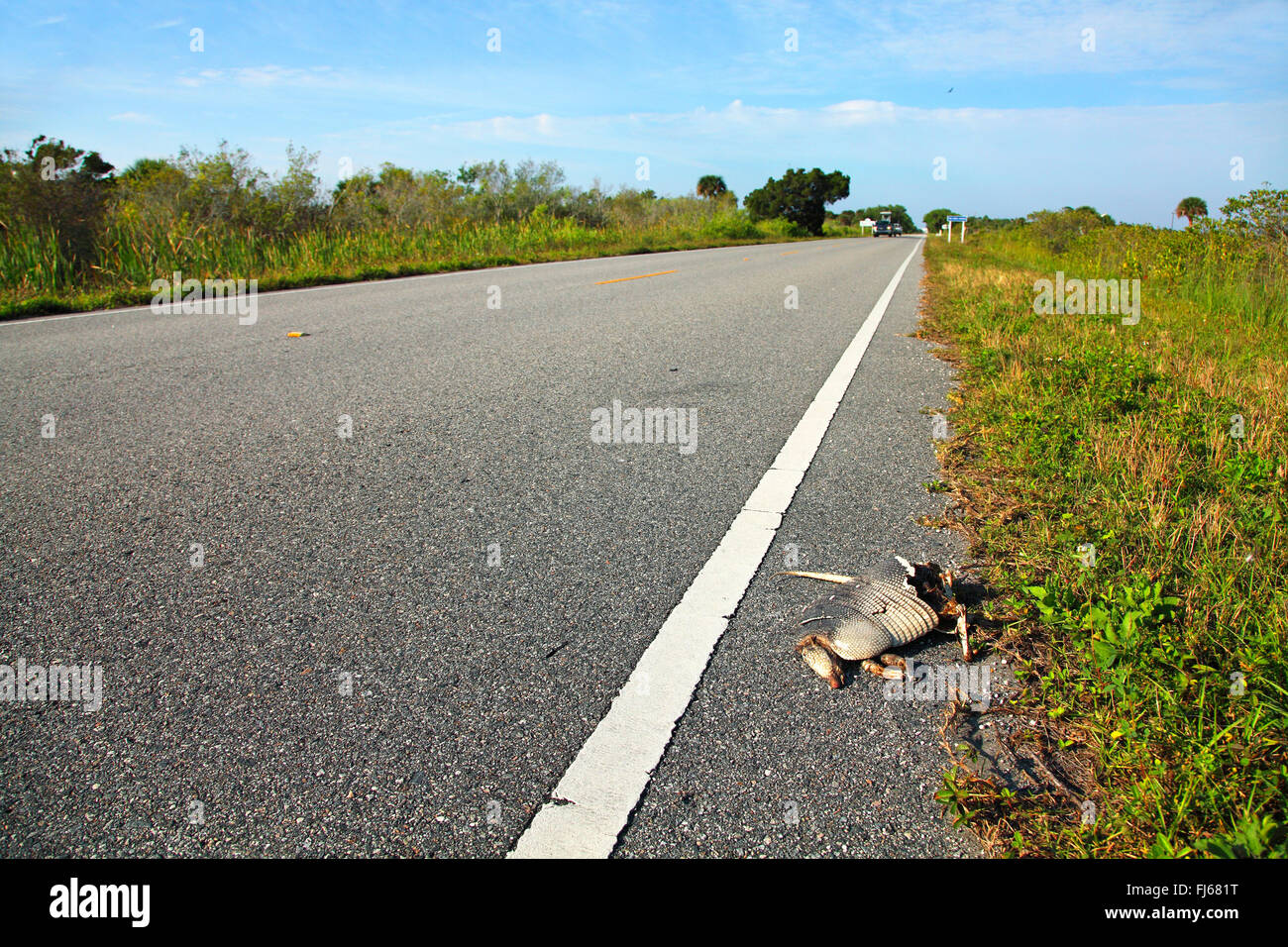 Victims of road kill hi-res stock photography and images - Alamy