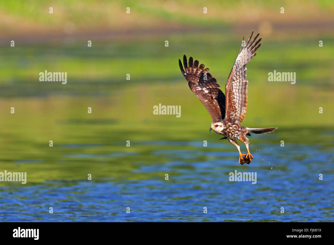 everglade kite, snail kite (Rostrhamus sociabilis), female takes off ...