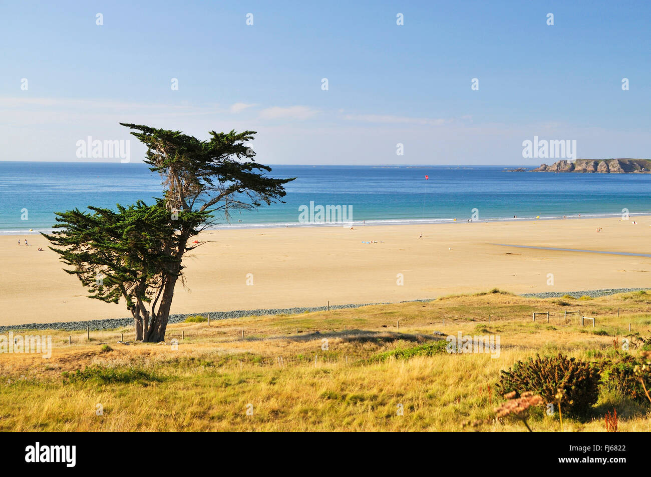 Italian cypress (Cupressus sempervirens), single bush on the beach in ...